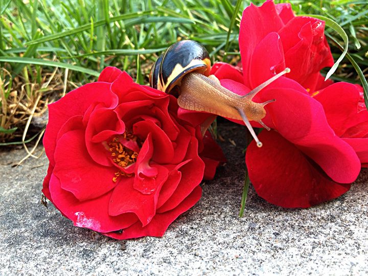 Snail Roses - Renee leanne Smith - Photography, Animals, Birds, & Fish ...