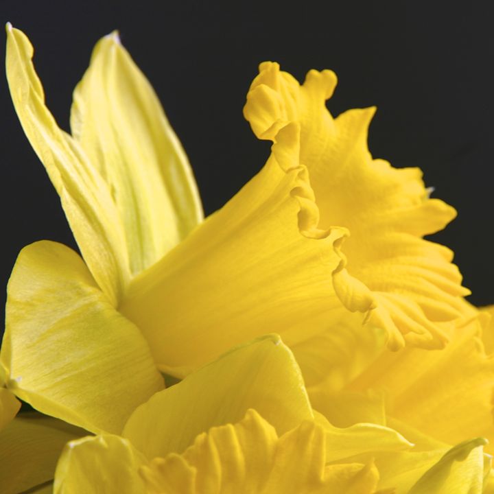 Daffodils make your day brighter - Sue Rode Photography - Photography ...