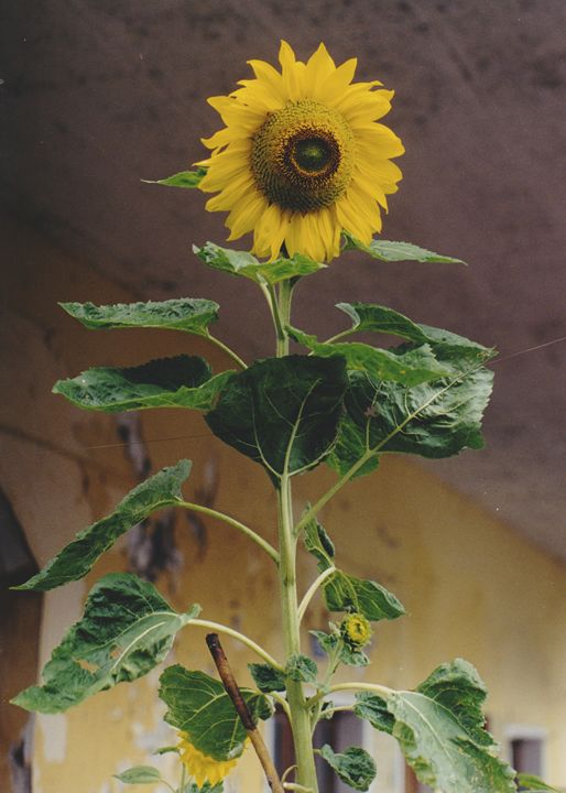 Old Time Sunflower - Sue Rode Photography - Photography, Flowers ...