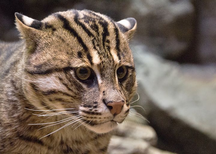 Fishing Cat - My Favorite Photos - Photography, Animals, Birds, & Fish ...