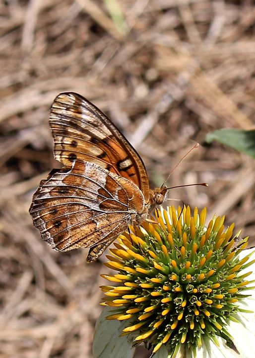 Variegated Fritillary - My Favorite Photos - Photography, Animals ...