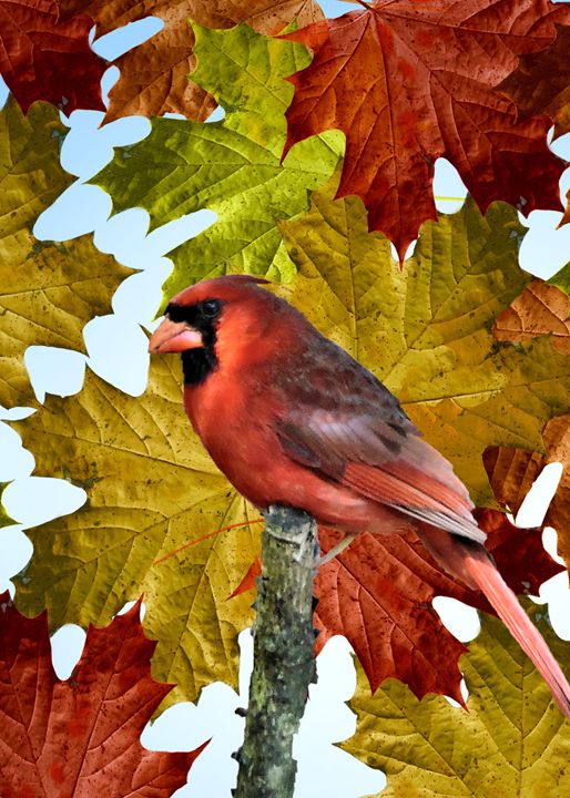 Autumn Colors - My Favorite Photos - Photography, Animals, Birds ...