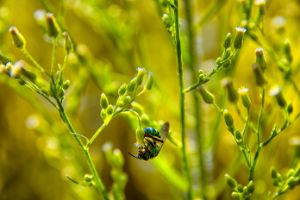 Insects & Spiders - Photography