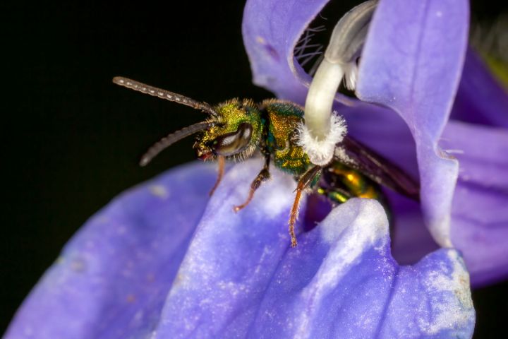 Emerald Bee on Purple Flower - Insects & Spiders - Photography, Animals ...