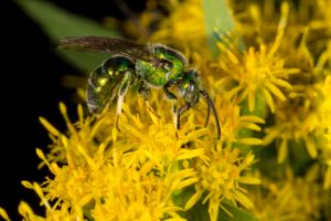 Insects & Spiders - Photography