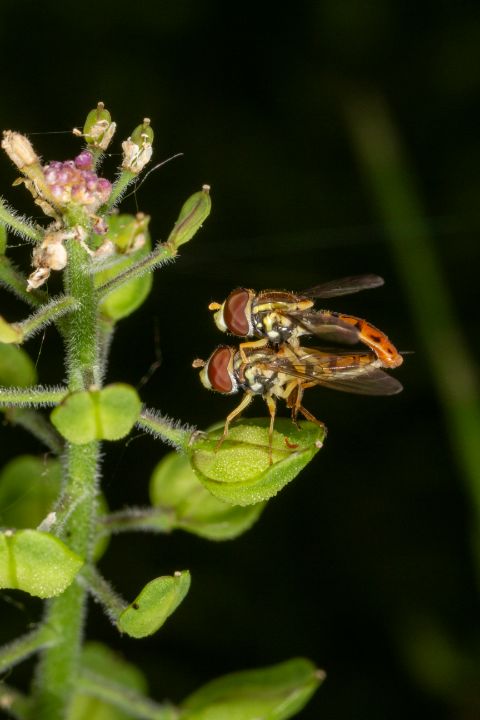 Hoverflies - Insects & Spiders - Photography, Animals, Birds, & Fish ...