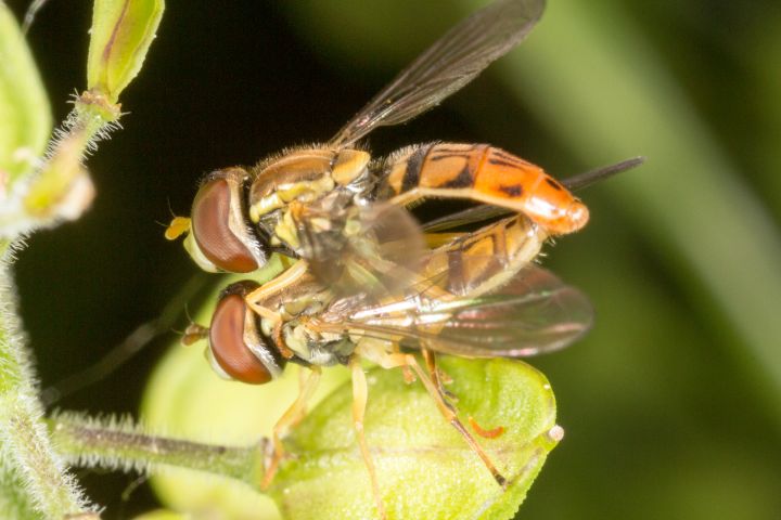 Hoverflies - Insects & Spiders - Photography, Animals, Birds, & Fish ...