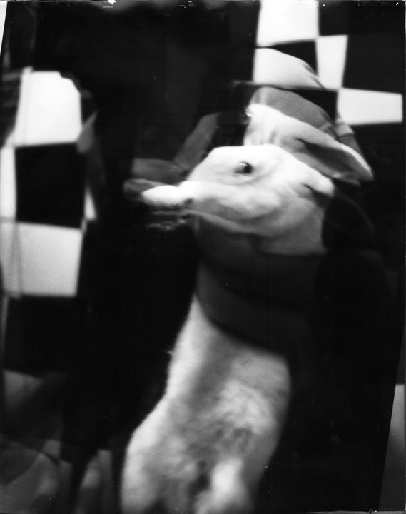 My Man Ray Wells Bunny - Galerie VUE - Photography, Animals, Birds ...