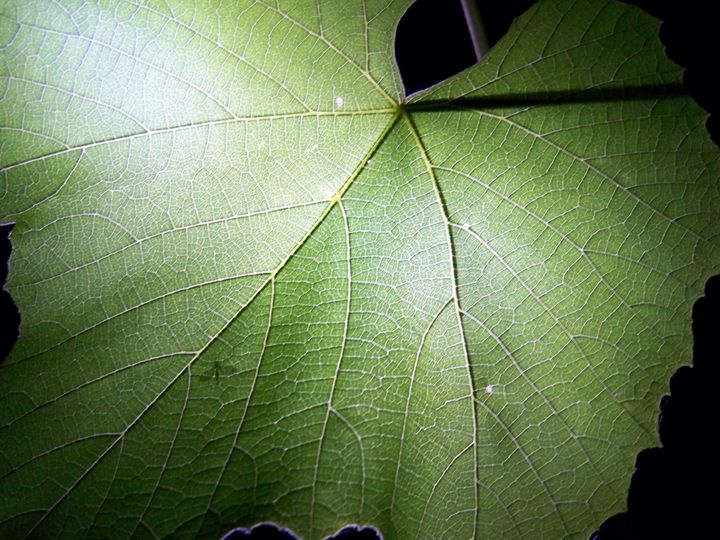 Grape Leaf - Rebecca Ledford - Photography, Flowers, Plants, & Trees ...
