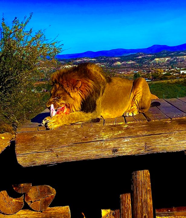 Feeding The Beast (2) - CreativeTrendz Photography - Photography ...