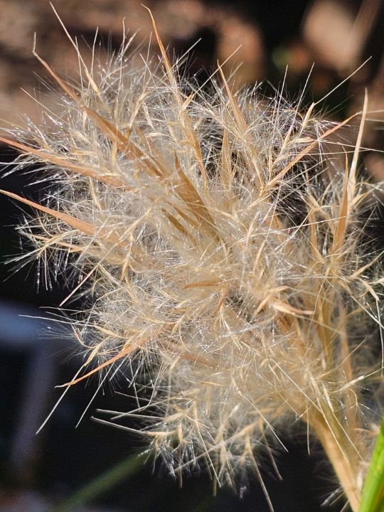 Perfection - zzigghishwarra - Photography, Flowers, Plants, & Trees ...