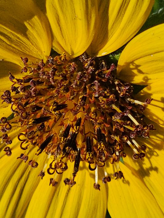 Bloomtastic - zzigghishwarra - Photography, Flowers, Plants, & Trees ...