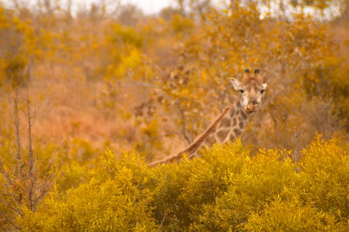 Soft - Vavá - Photography, Animals, Birds, & Fish, Giraffes - ArtPal