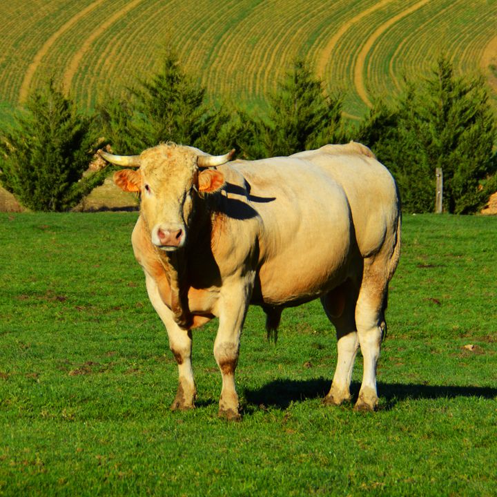French bull - Helen A. Lisher - Photography, Animals, Birds, & Fish ...
