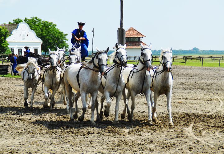 Hungarian horse riding - Helen A. Lisher - Photography, Animals, Birds ...