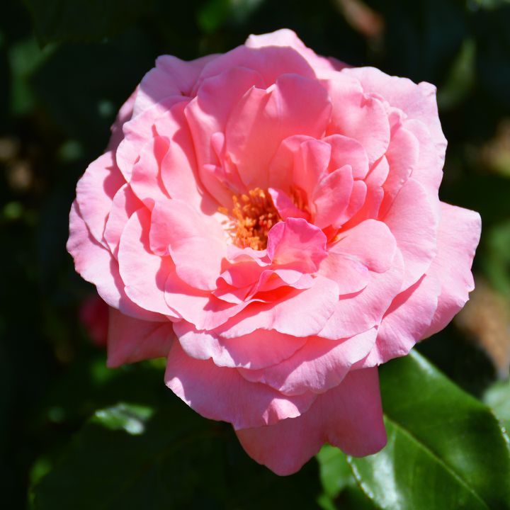 Pink rose - Helen A. Lisher - Photography, Flowers, Plants, & Trees ...