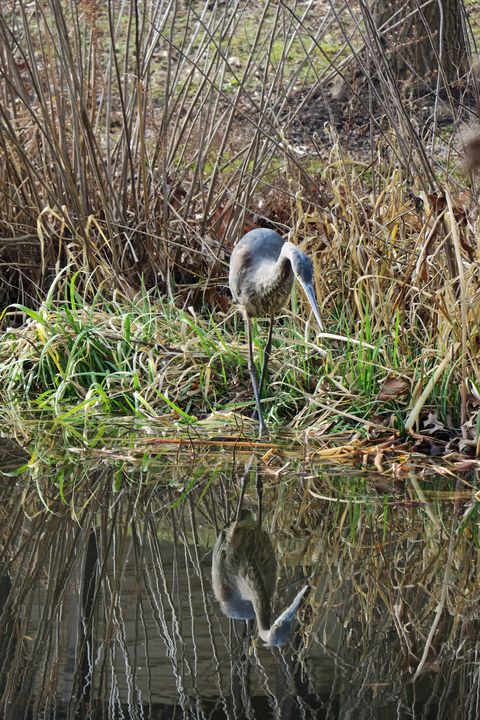Great blue heron and pond reflection - Creative Artistry by Janice ...