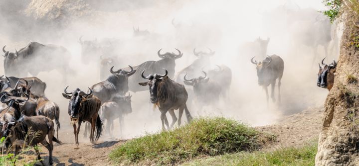Serengeti Wildebeest stampede pause - Stevens International Photography ...