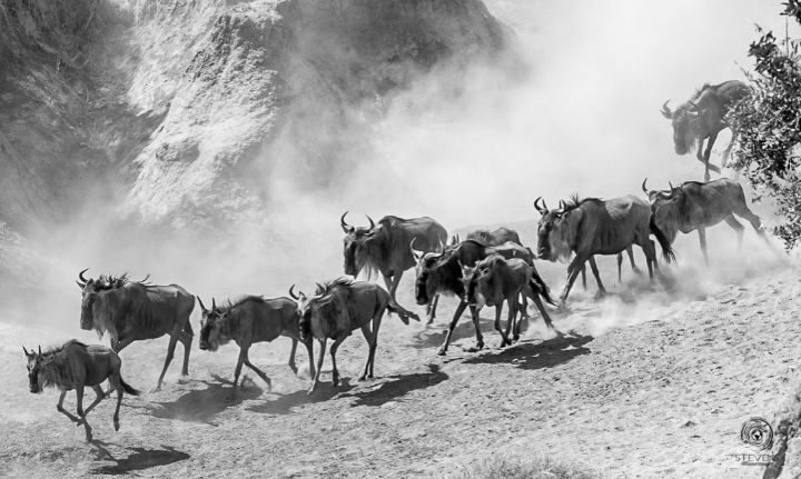 Serengeti Wildebeest dust stampede - Stevens International Photography ...