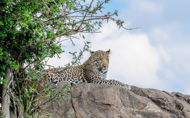 Kenyan Leopard perched on rock - Stevens International Photography ...