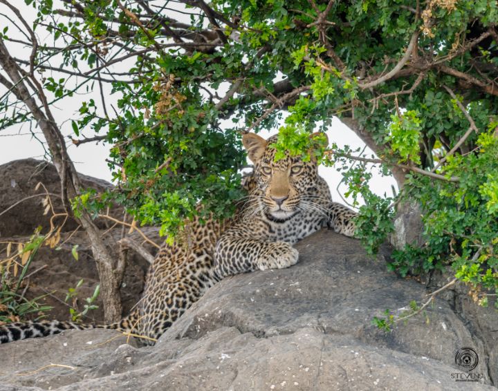 Kenya Leopard camouflaged in tree - Stevens International Photography ...