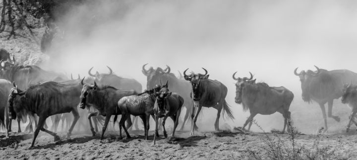 Wildebeest disoriented in dust cloud - Stevens International ...