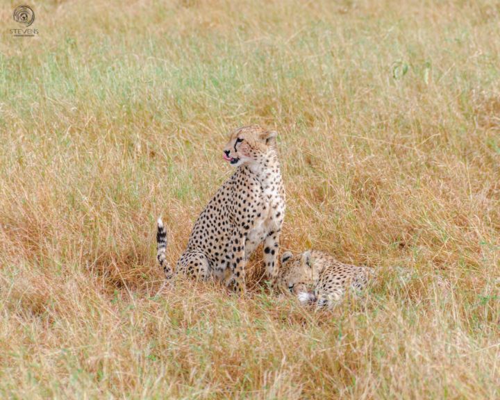 Cheetahs relax after meal, Kenya - Stevens International Photography ...