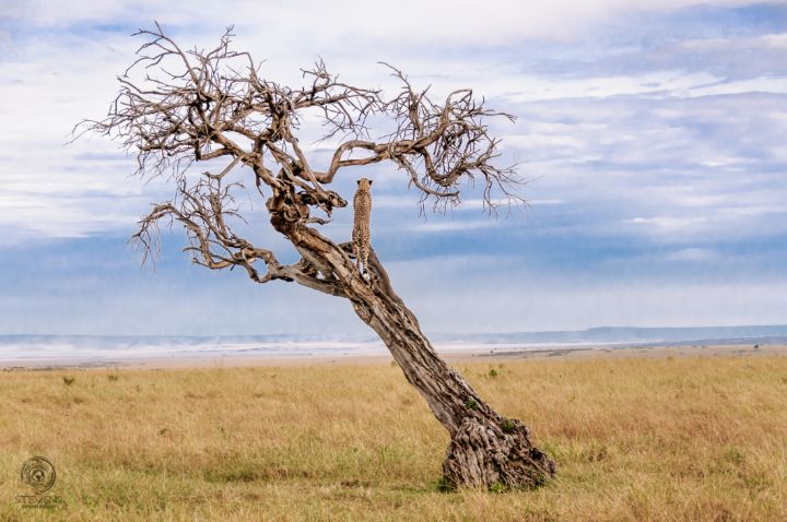 Stevens International Photography - Photography