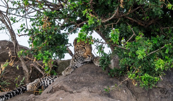 Kenyan Leopard camouflaged in tree. - Stevens International Photography ...