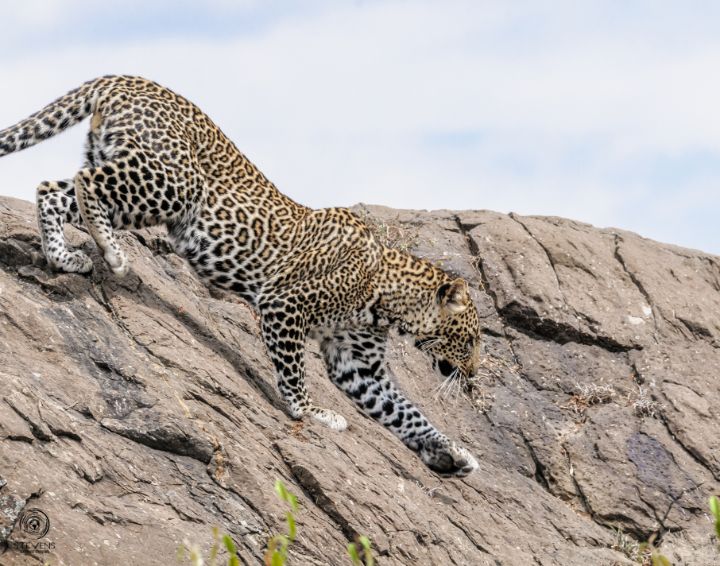 Kenyan Leopard moves down rock. - Stevens International Photography ...