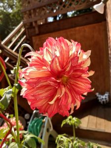 Jolly Good - Photography