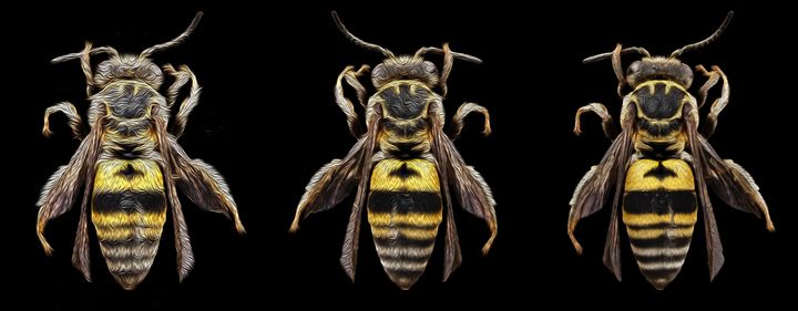 Bee 1,2,3 - ROYGBIV Thrift Art - Digital Art, Animals, Birds, & Fish ...