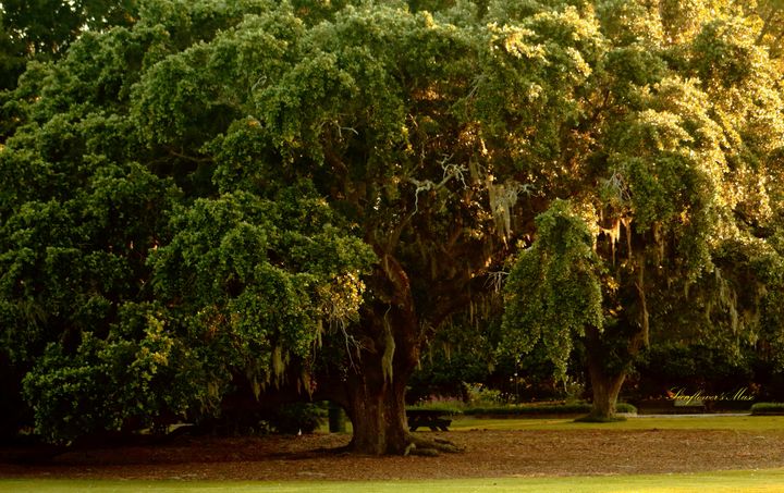 Hampton Park Tree - Sunflower’s Muse - Photography, Flowers, Plants ...