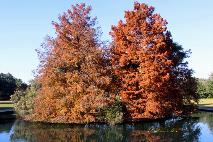 Changes - Sunflower’s Muse - Photography, Flowers, Plants, & Trees ...