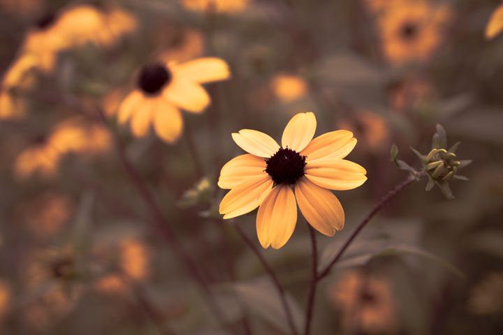 Hazy Daze - Vanessa Branton's Gallery - Photography, Flowers, Plants ...