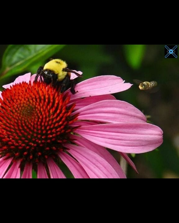 BLOOM & TWO BEES - Vision X - Photography, Animals, Birds, & Fish, Bugs & Insects, Bee & Wasp ...