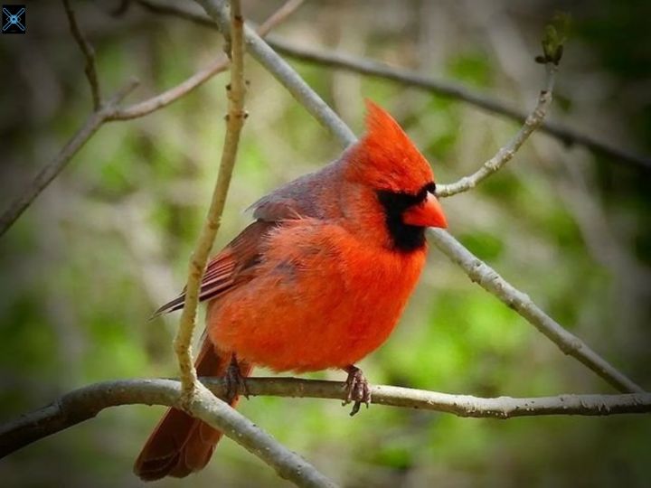Red Robin - Vision X - Photography, Animals, Birds, & Fish, Birds ...