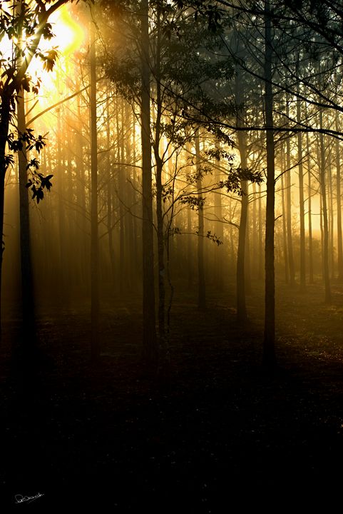 Mississippi Pine Sunrise - Shadow and Form - Paintings & Prints ...
