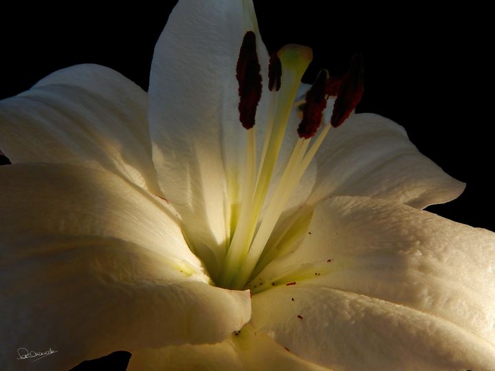 Creamy Lily - Shadow and Form - Photography, Flowers, Plants, & Trees ...