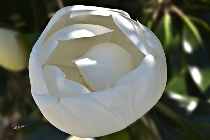 Imminent Magnolia - Shadow and Form - Photography, Flowers, Plants ...