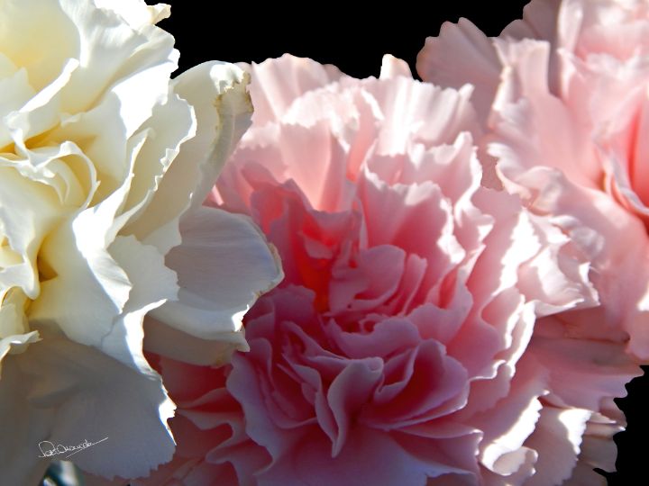 Carnation Closeup - Shadow and Form - Photography, Flowers, Plants ...