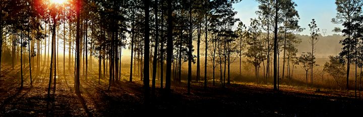 Winter Morning Bayou Panorama - Shadow and Form - Photography ...