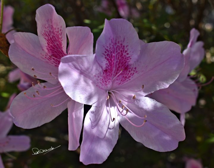Dappled Azalea - Shadow and Form - Photography, Flowers, Plants ...