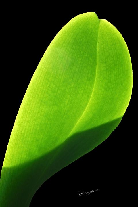 Simple Leaf - Shadow and Form - Photography, Flowers, Plants, & Trees ...