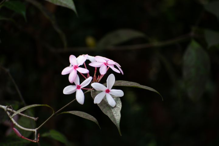 Shrub Vinca - Pink Kopsia Flowers - Ajay Ravindran - Photography ...