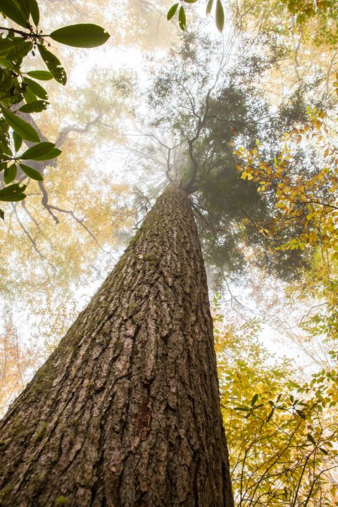 Tall Tree - Man On A Roof Productions - Photography, Landscapes ...