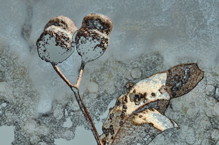 Stylised Honky nuts, num 2 - Adbetron - Photography, Flowers, Plants ...