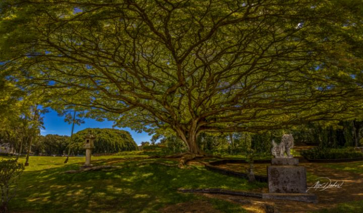 Monkeypod Tree in Liliuokalani Garde - Alex Dahov Photography ...