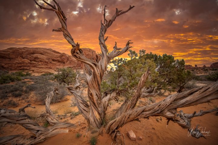 Dead tree in the desert at sunset. - Alex Dahov Photography ...