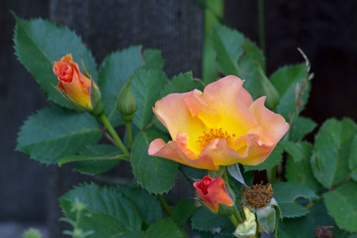 Morden Sunrise Rose - Photography by Alana I Thrower - Photography ...